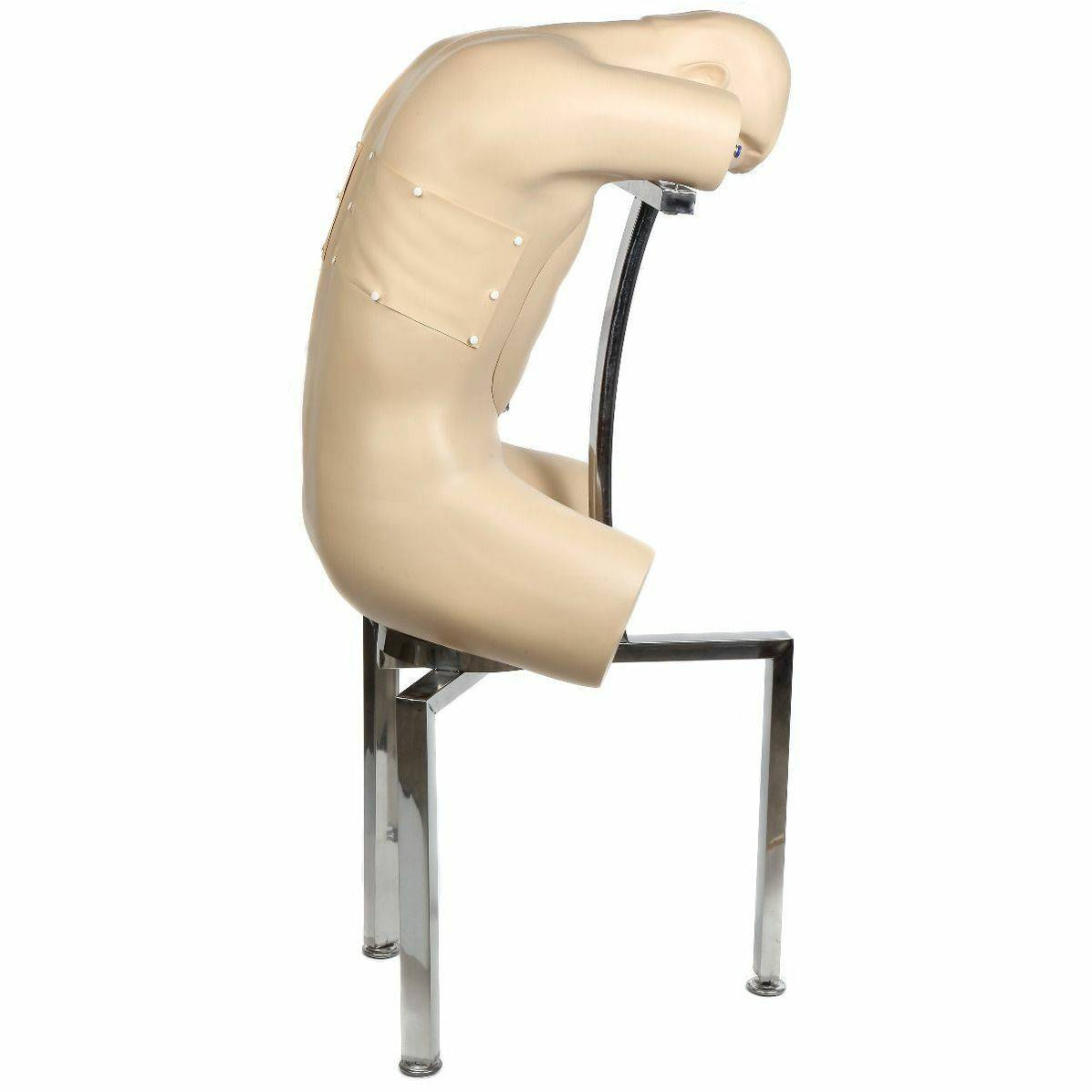 Adult Thoracentesis Simulator Medical Training - Pristine Medical