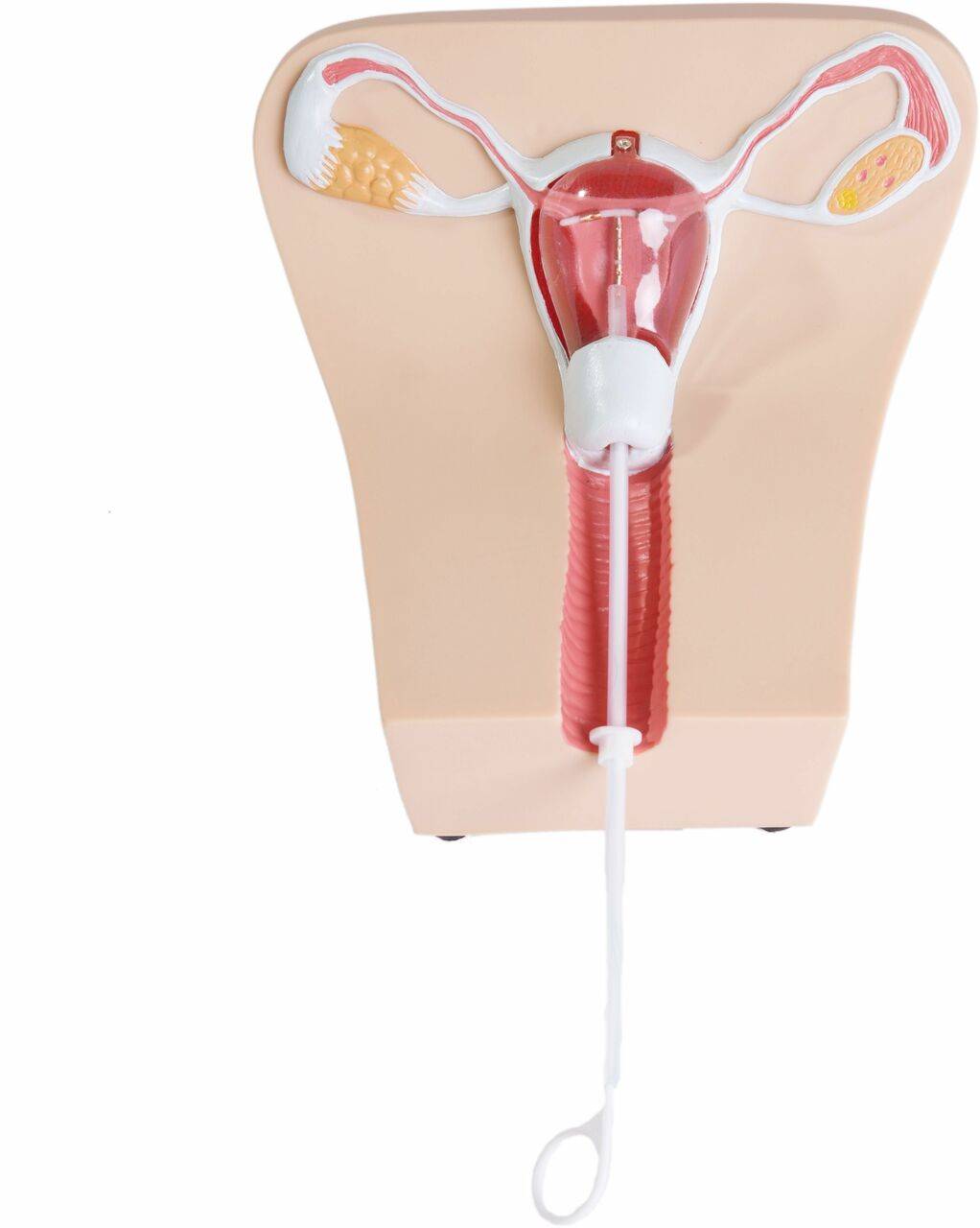 IUD Syringe Training with Insertion Model – Pristine Medical