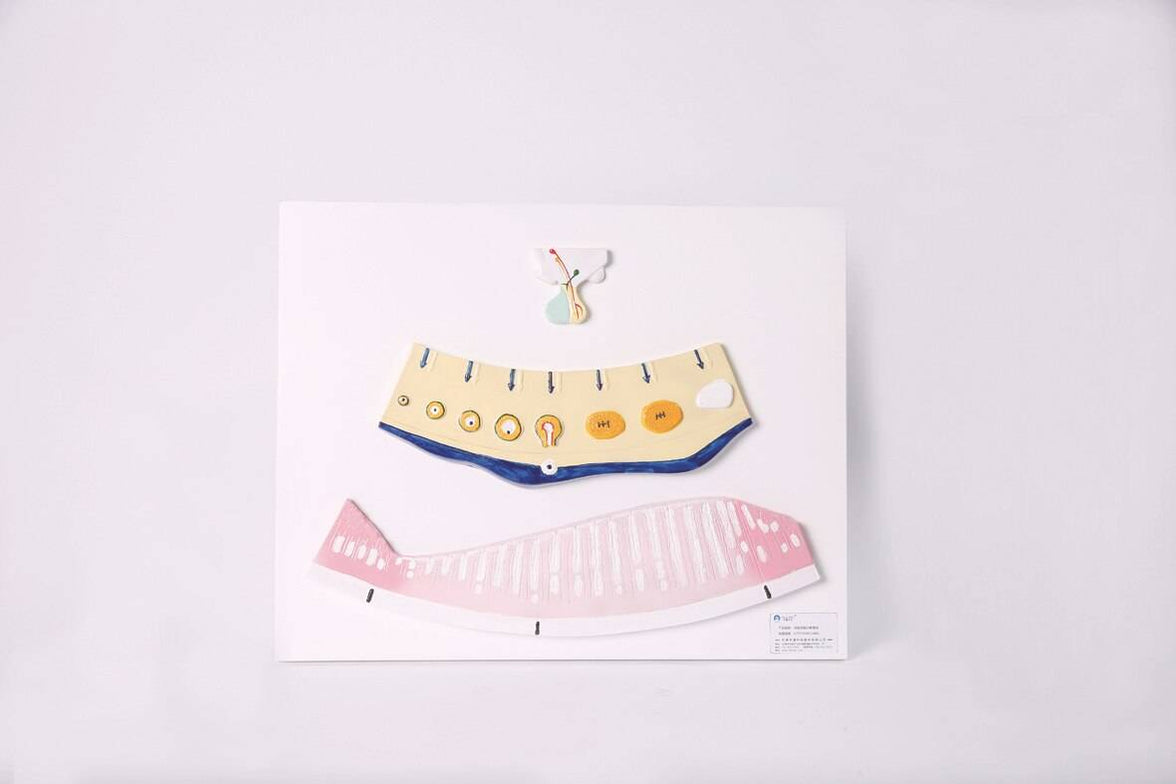 Menstrual Cycle Model for Classroom Demonstration - Pristine Medical